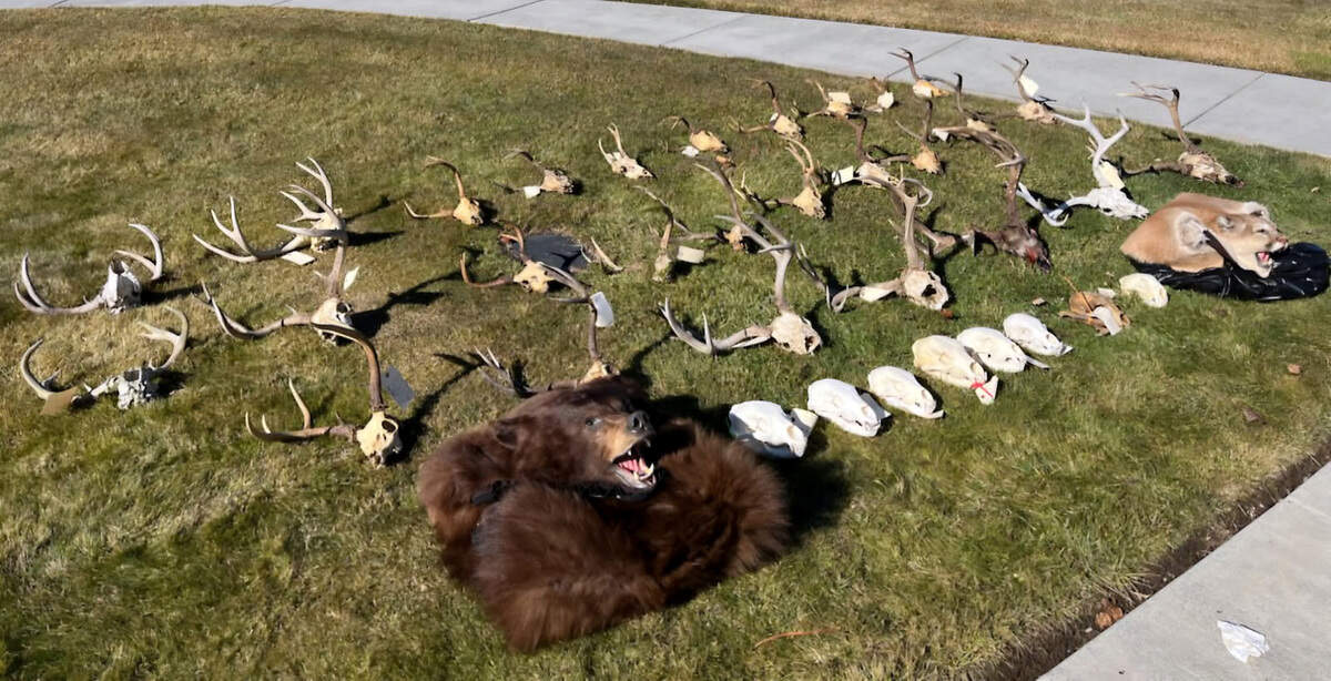 Lifetime hunting ban, $114,000 fine for OR poacher just south of Tri-Cities