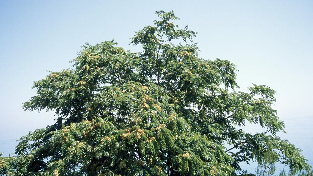 Identifying and removing tree of heaven