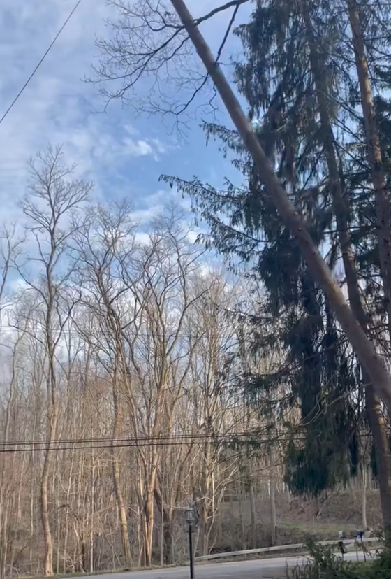 Cutting down a 100-foot telephone pole pine: Tree felling process