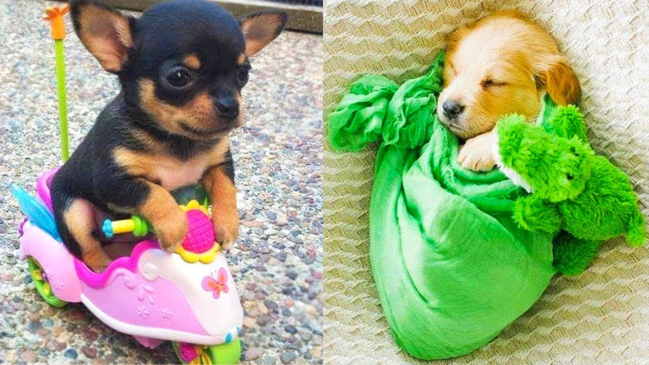 Tiny Chihuahua Meets the Coziest Puppy Nap
