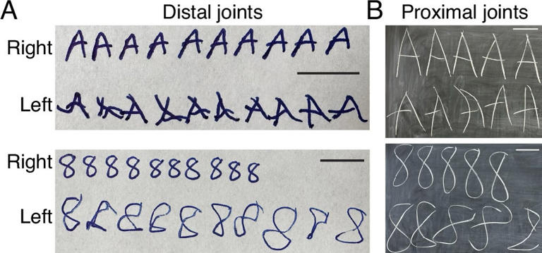 New study finds your dominant hand may not be set at birth