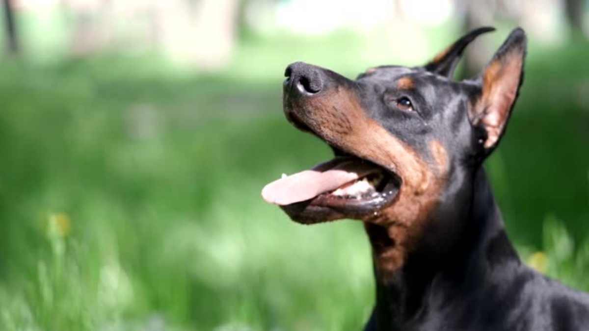 These 12 Dog Breeds Want You All To Themselves According To Vets