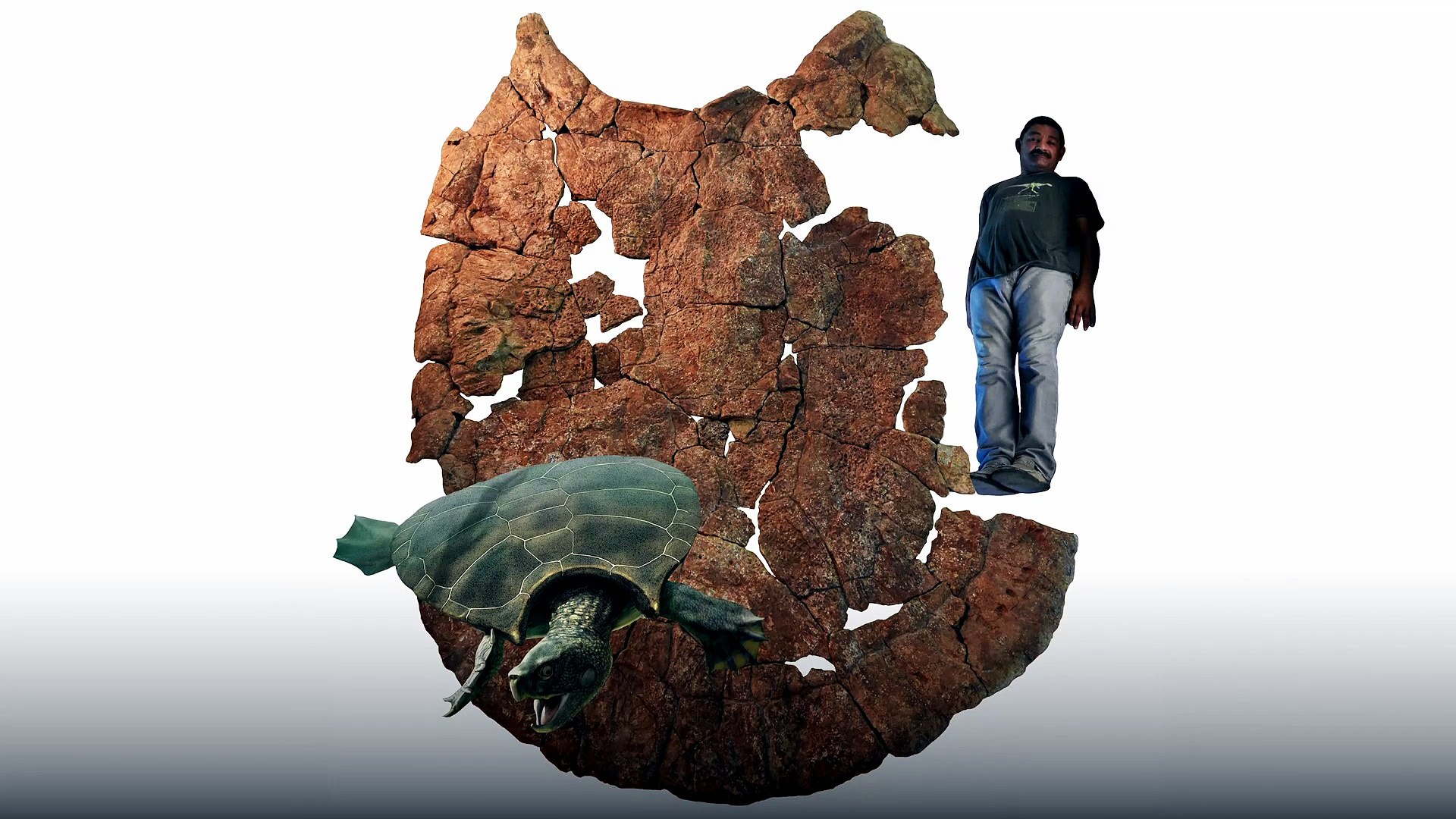Uncovering the truth behind a giant turtle shell discovery