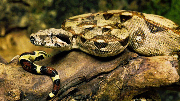 This snake weighing 1100kgs, as long as a small plane was the ultimate ...