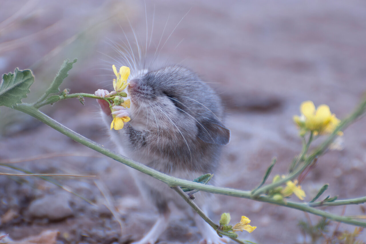 Mammals use the same underlying system—preserved through evolution—to ...
