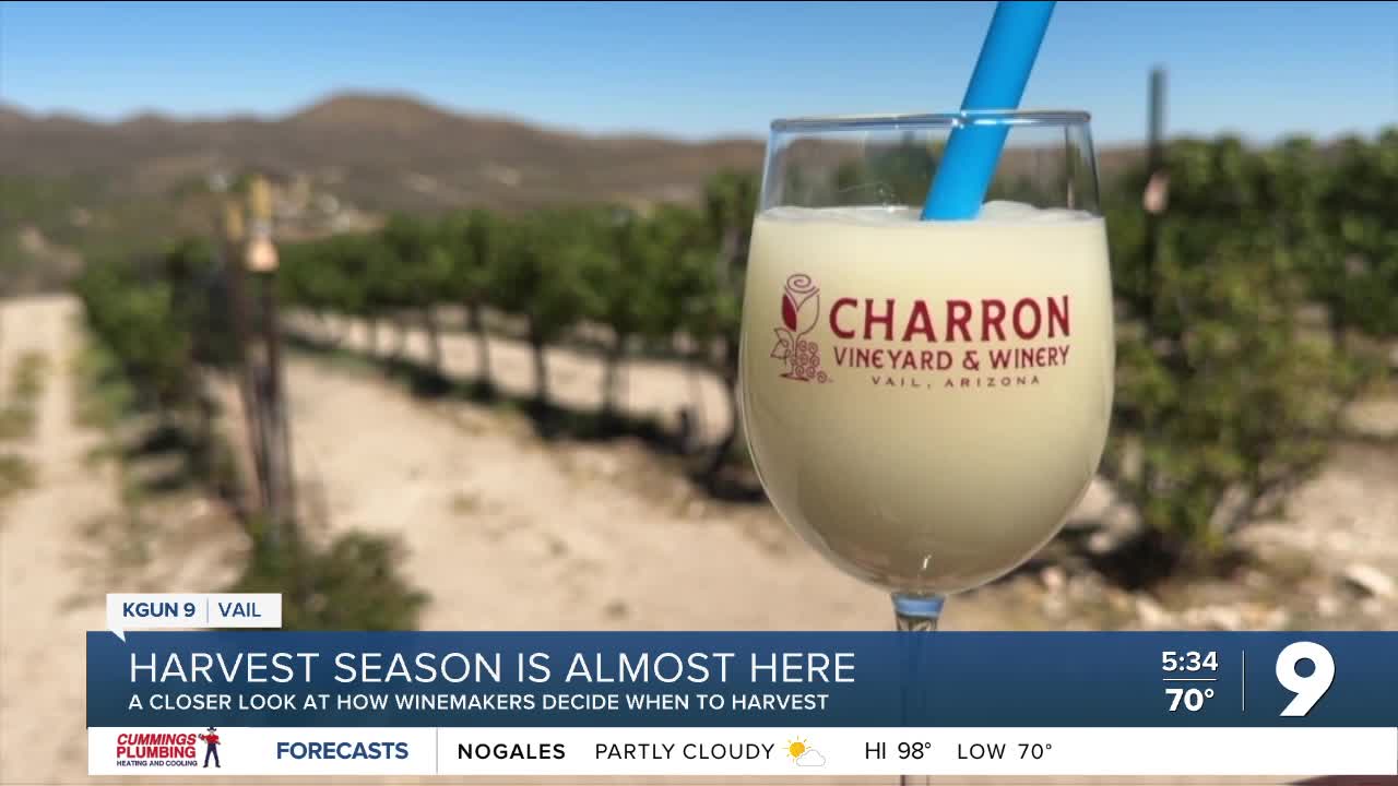 Experience wine country: Volunteer for Arizona grape harvest