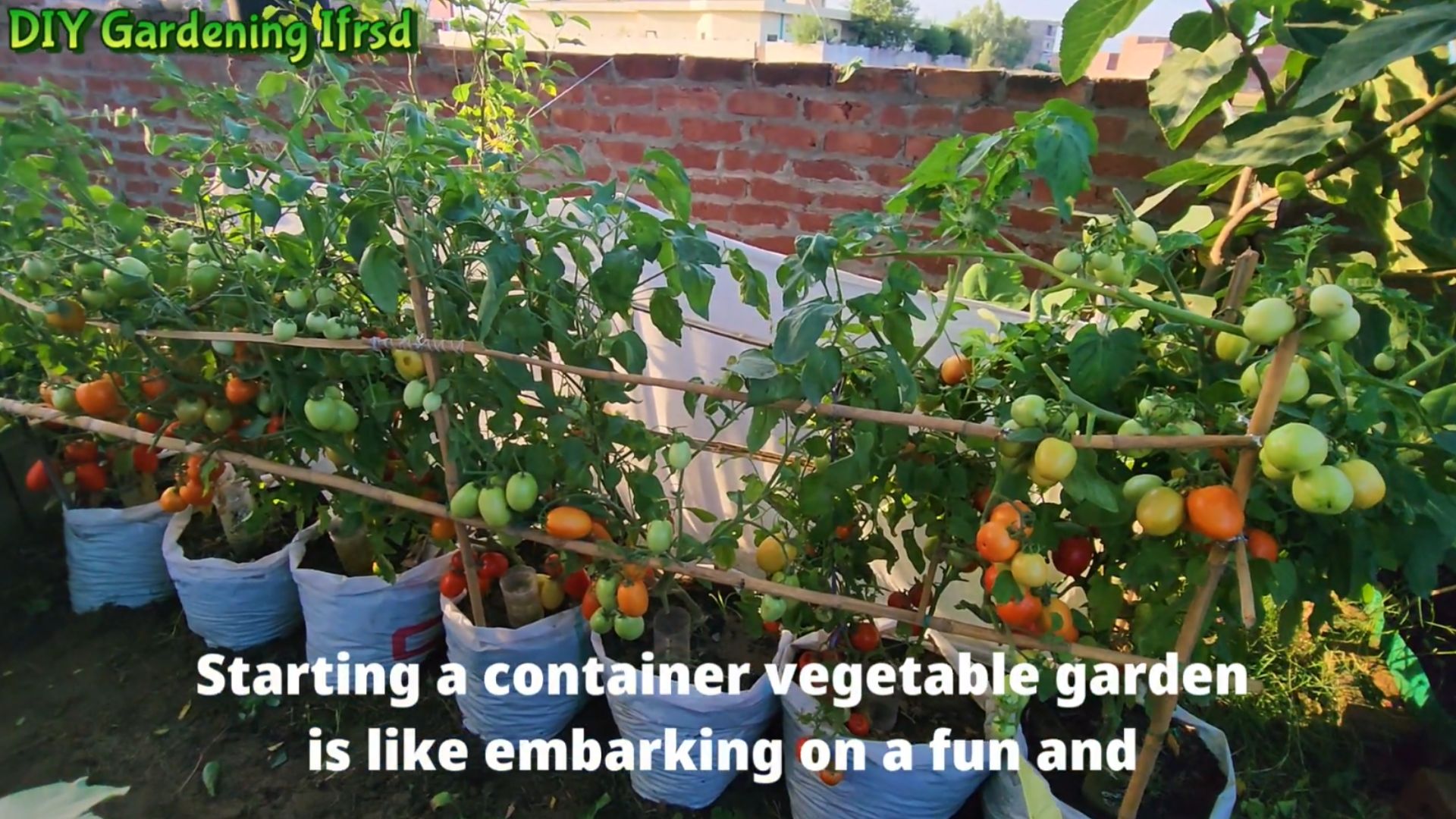 How to start a container vegetable garden: 8 easy tips for beginners