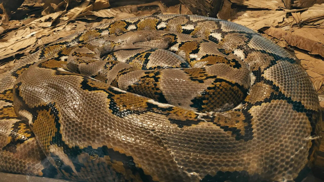 From the Amazon to India: 10 of the largest snakes you'll ever encounter