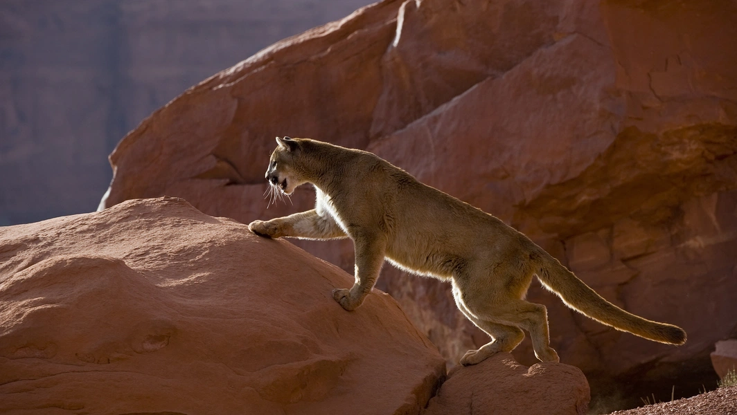 Mountain lions: Biology, ecology, and human encounters