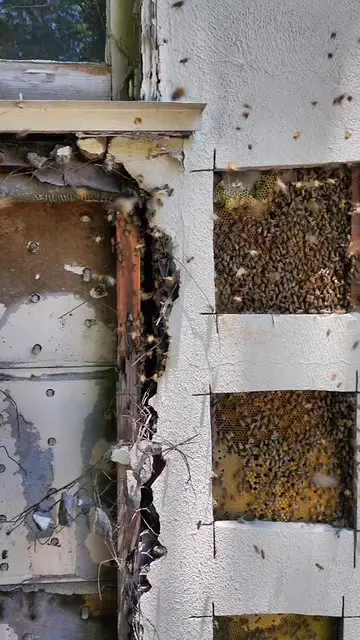 Hidden wall beehive exposed during honey bee rescue