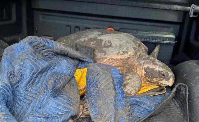 Georgia volunteer spots 250-pound loggerhead deep in marsh, setting off ...