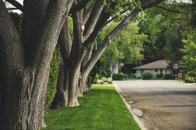 The 4 trees on your property that could be someone else's legal ...