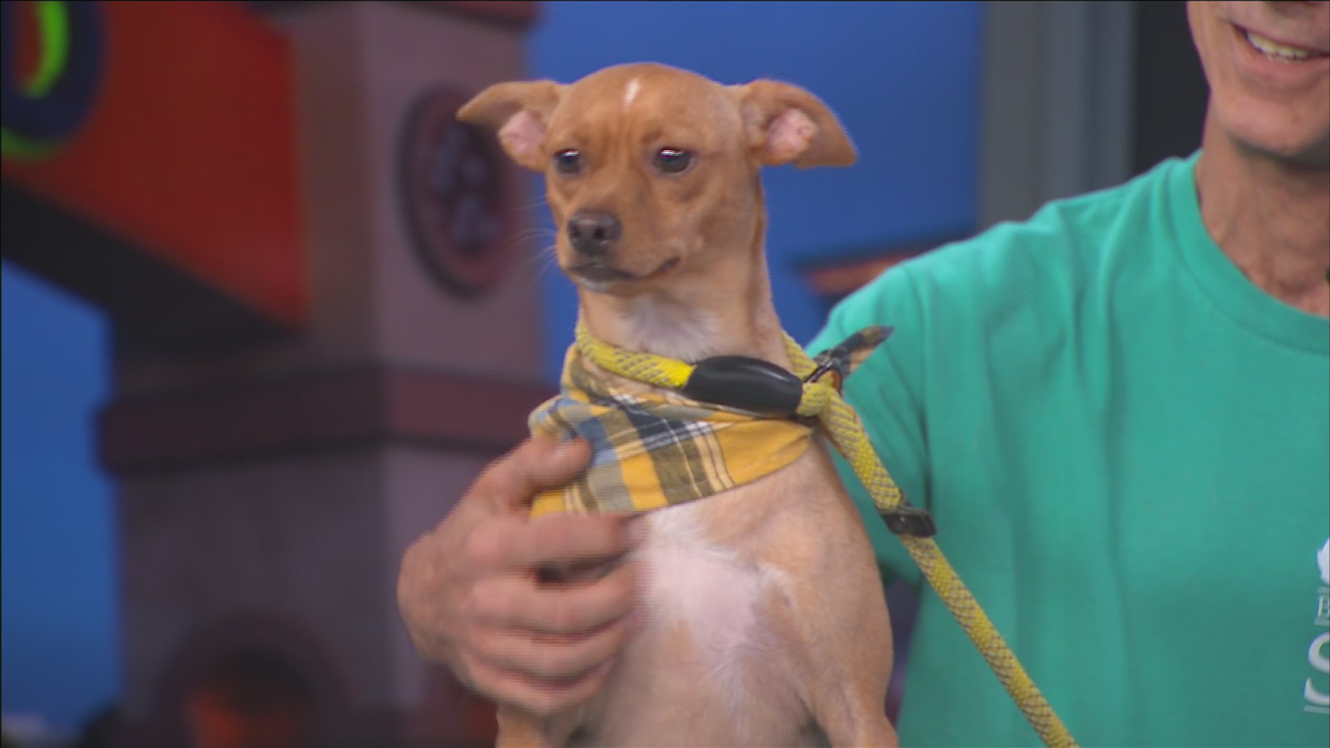 Pet of the week: Friday