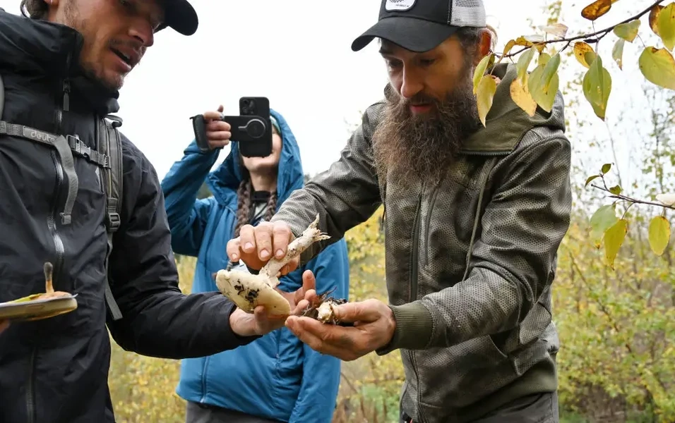 Global studies reveal fungi's vast networks and medical potential
