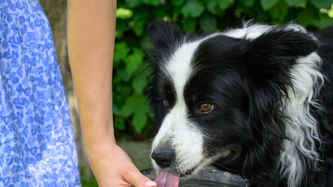 11 dog behaviors that may indicate health problems