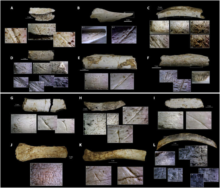 Ancient hobbit humans may have lived off predator leftovers, new ...