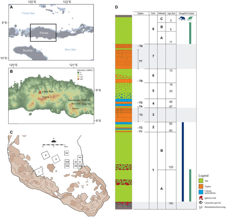 Ancient hobbit humans may have lived off predator leftovers, new ...