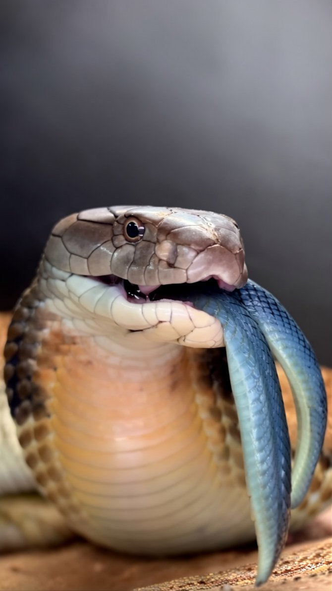 King cobra feeding observation