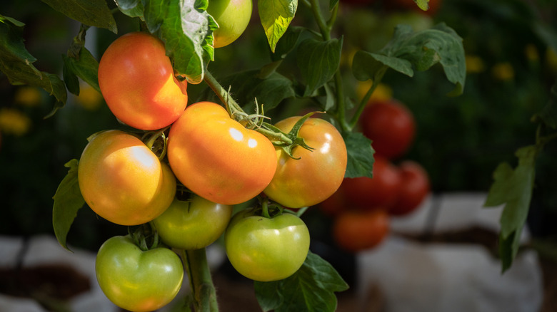 The absolute best time to harvest tomatoes for perfect fruit