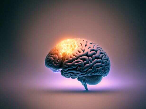 What happens inside your brain every day? Scientists reveal the strange ...