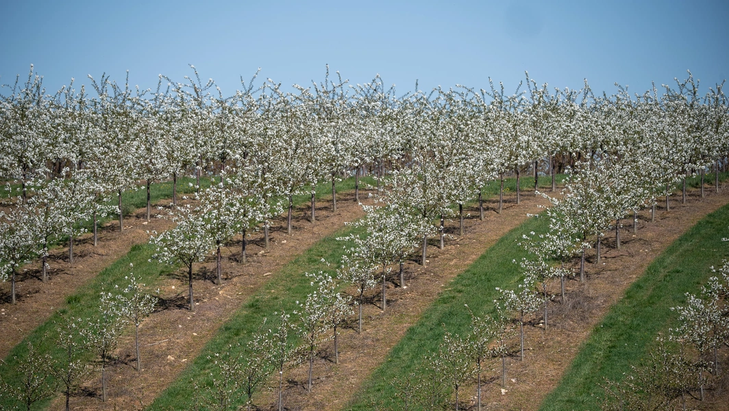 Find your perfect backyard fruit tree match