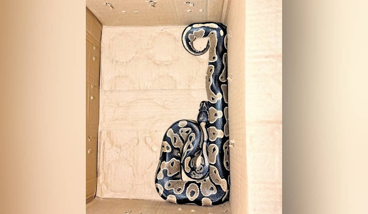 Ball python bought online rescued from apartment in Bengaluru