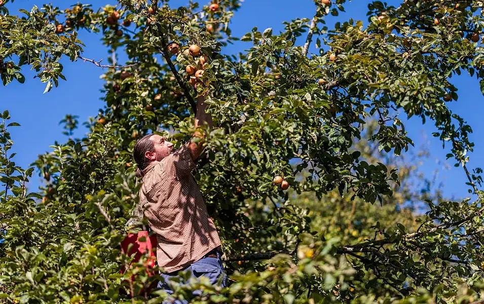 Find your perfect backyard fruit tree match