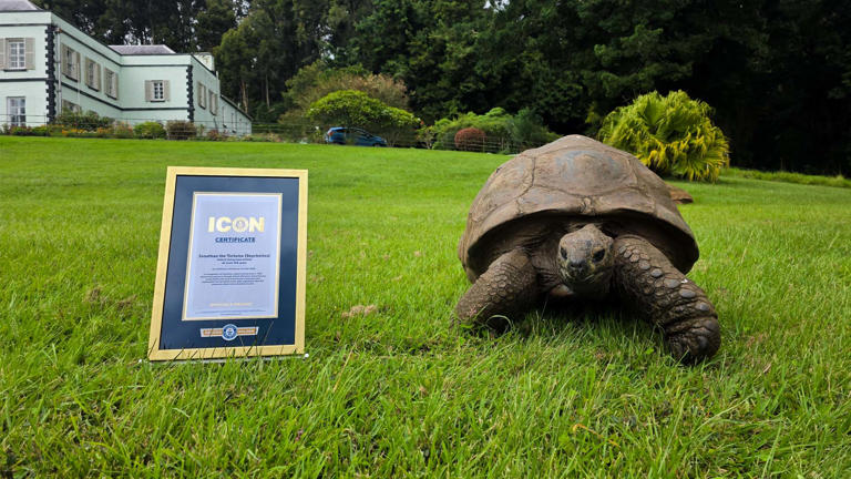 Jonathan the giant tortoise: the world's oldest living land animal and ...