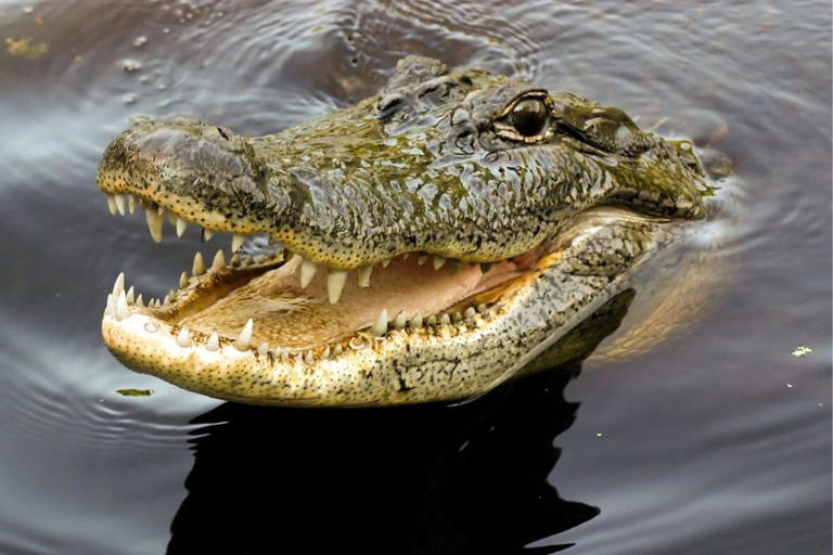 This fierce crocodile cousin sat forgotten in a museum drawer for 75 ...