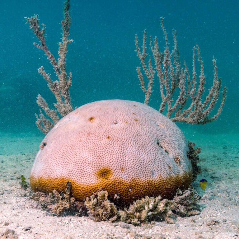 As Sea Temperatures Rise In The Florida Keys Coral Evacuation Has Begun