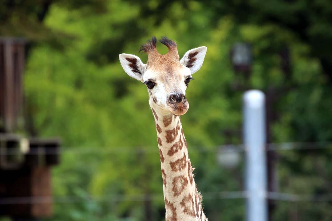 Giraffes demonstrate addition in Spanish study