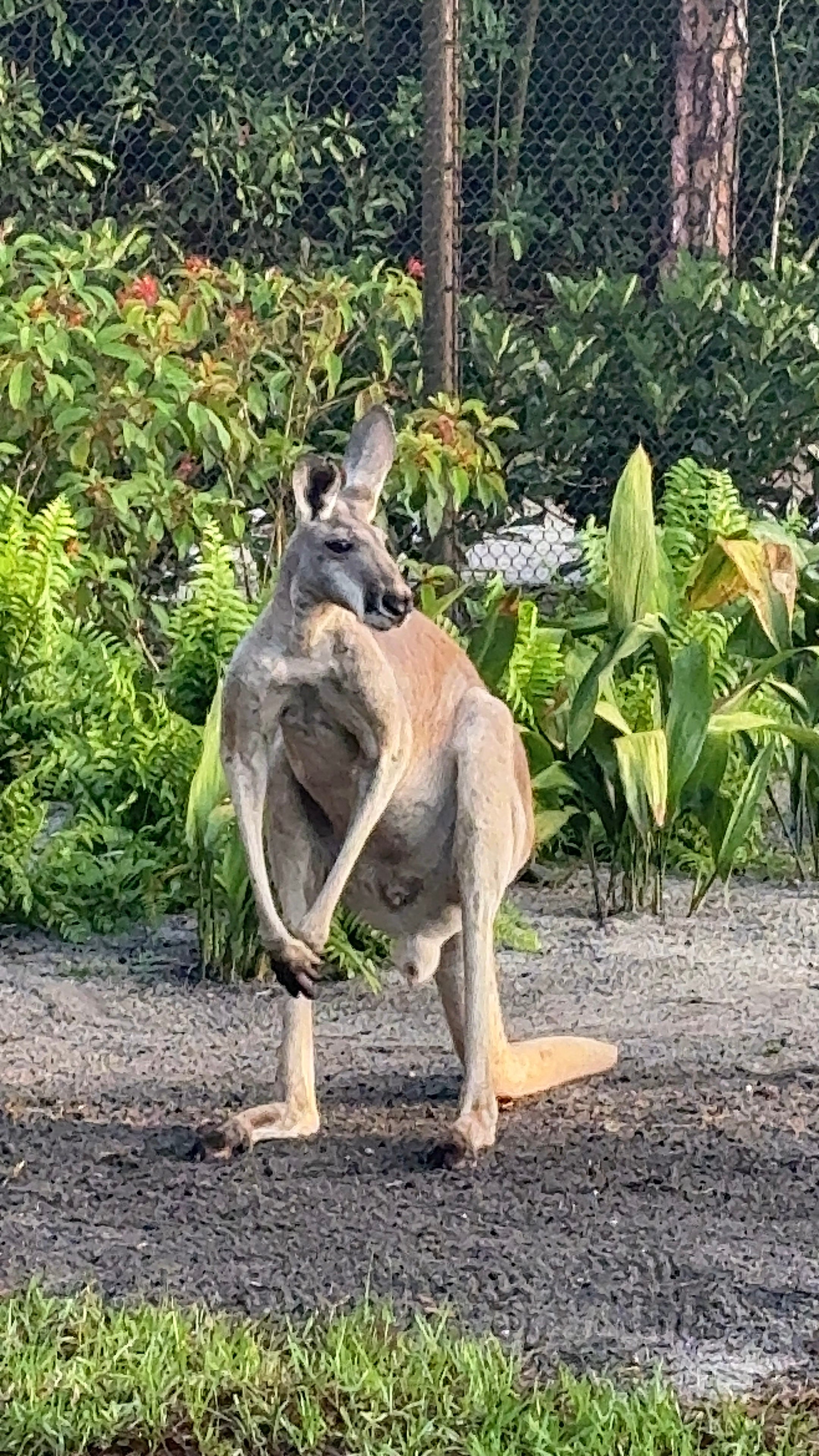 'Jumping Junction' debuts at Disney's Animal Kingdom. See our experience