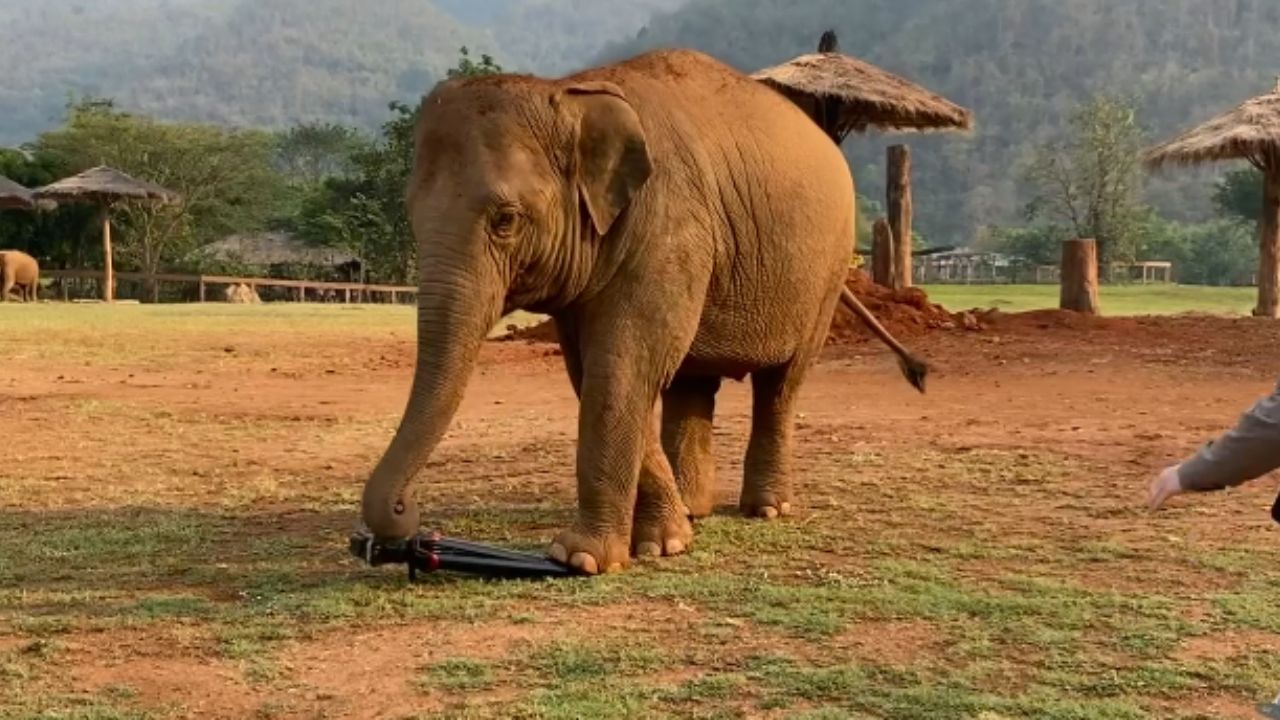 Hilarious encounter: Baby elephant's obsession with tripod in Thailand