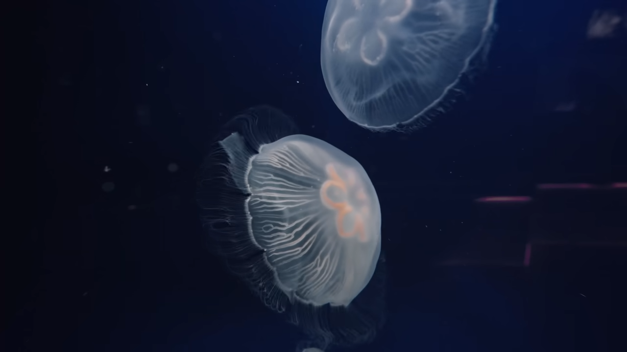 Scientists watched a jellyfish die - it started its life over instead