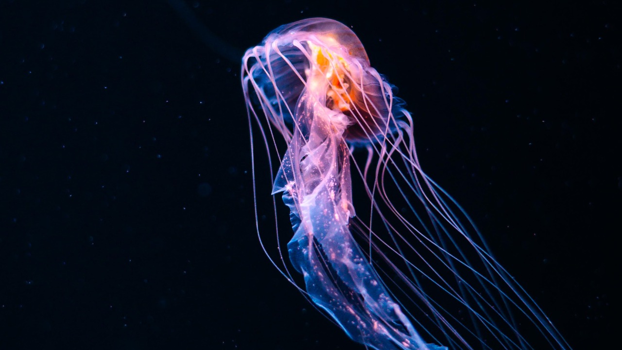 A jellyfish can reset its own cells and effectively never die