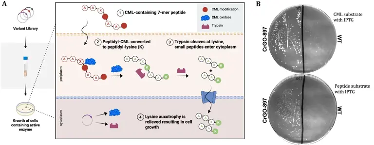 New enzyme removes years of aging from skin and other human tissue
