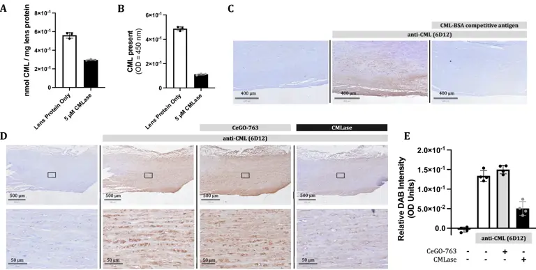 New enzyme removes years of aging from skin and other human tissue