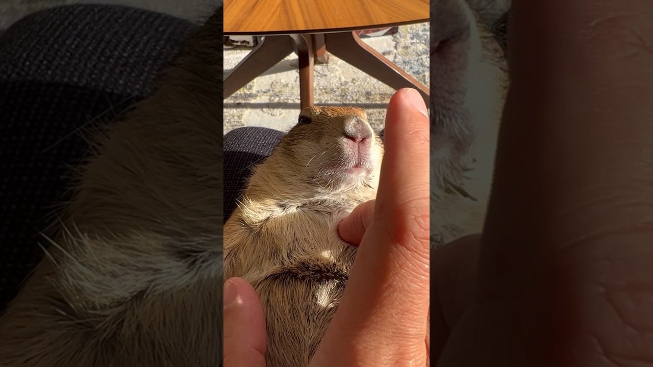 Cute prairie dog shows off adorable paws and gets a sweet nose boop