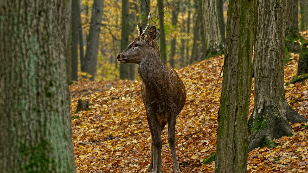 Young stag pauses among autumn leaves before a hidden camera