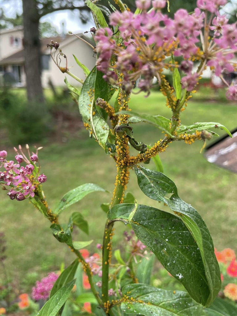 Managing aphids, a common garden insect