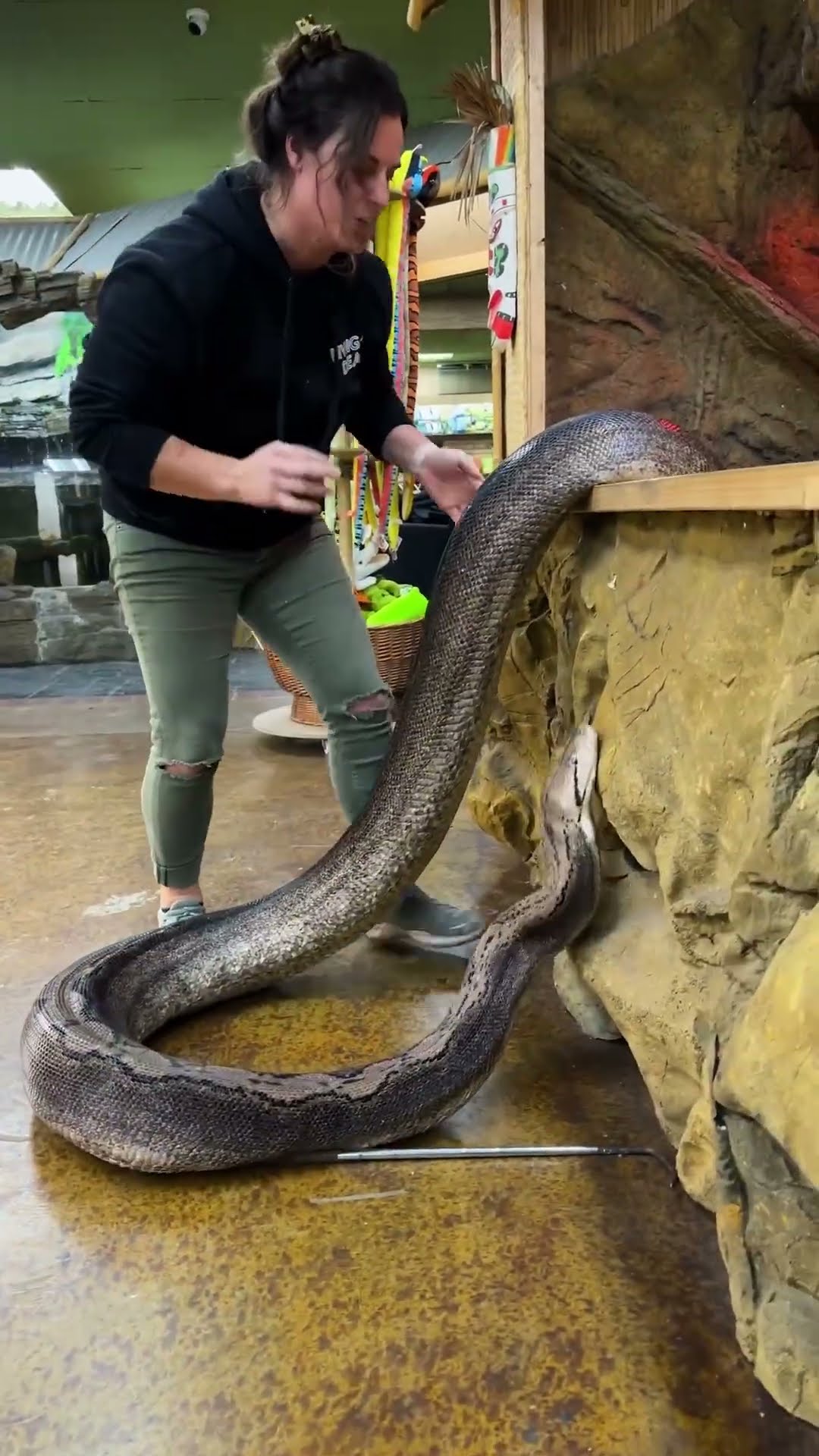 Handling this angry giant python requires calm, strength, and care