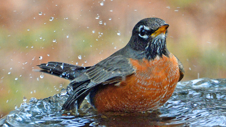 Say goodbye to traditional birdbaths: Use an old pickle jar for an easy ...