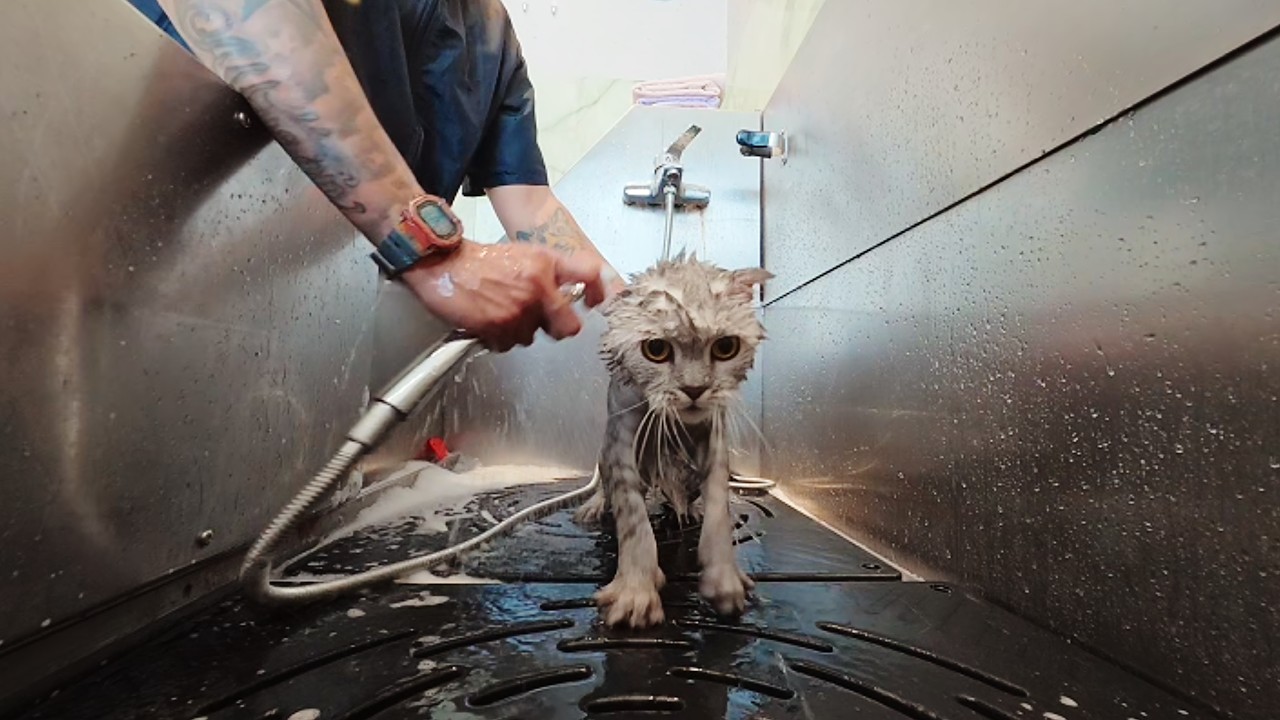 This Scottish Fold hated bath time 😹