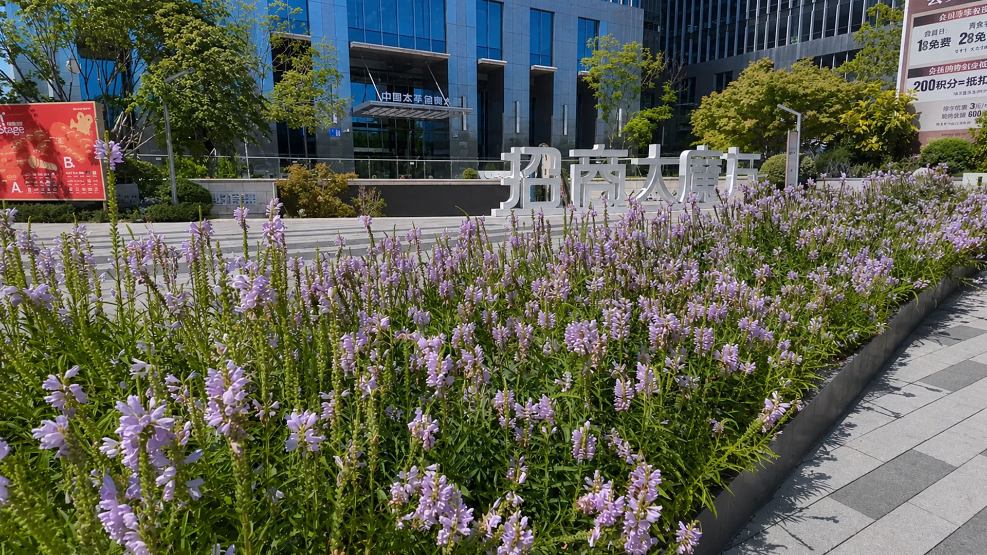 Purple flower beds stretch across a hidden plaza in the city