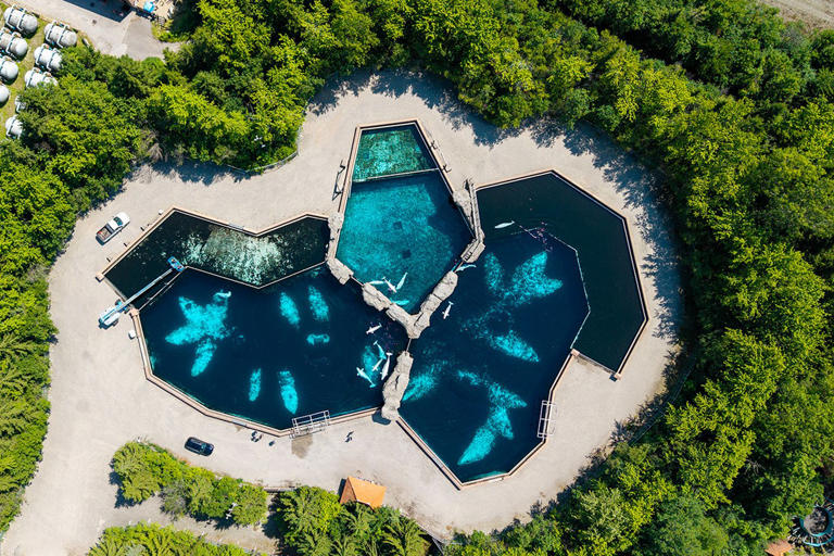 six-whales-moved-out-of-marineland-in-complex-operation-headed-to-us