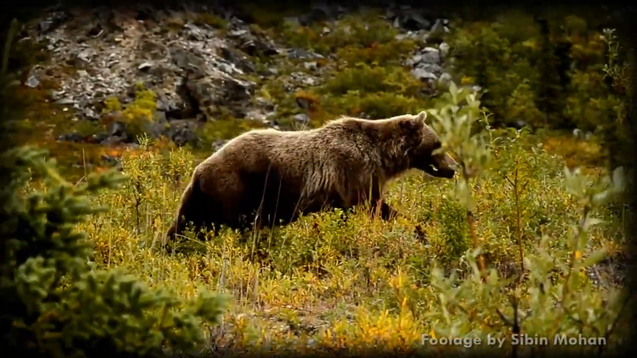 Watch what happens when a grizzly bear charges with unstoppable force