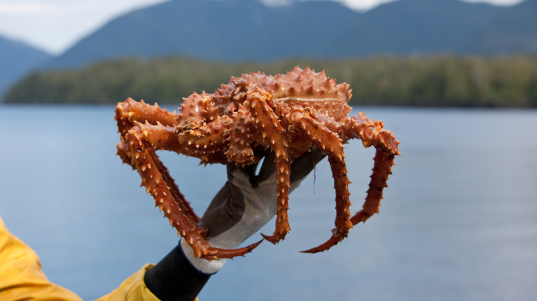 What's the difference between snow crab and king crab?
