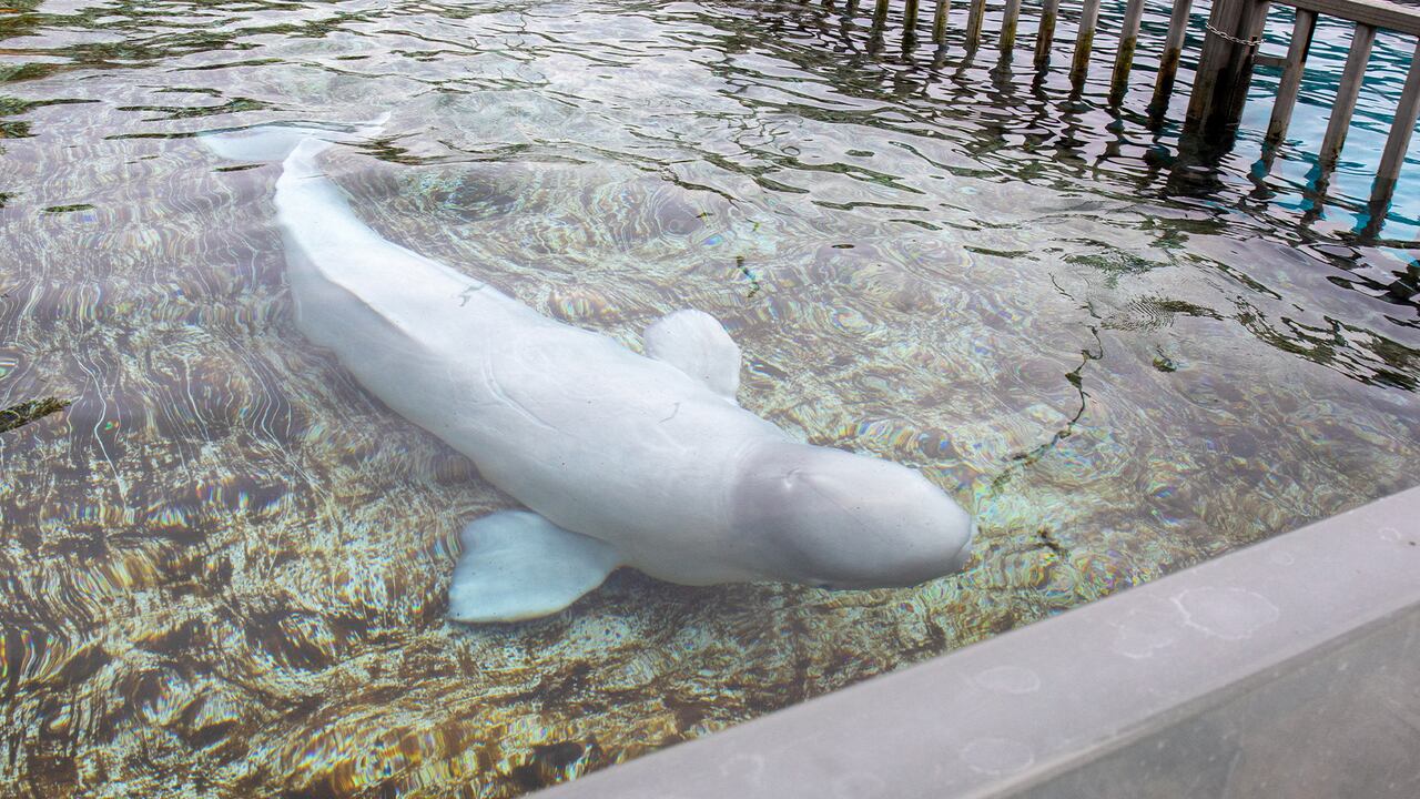 1st whales from Marineland arrive at US aquariums