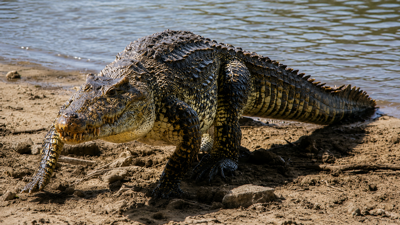 Fidel Castro's crocodile bites man at Swedish aquarium