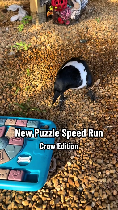 Crow intelligence insights from a clever puzzle solving moment